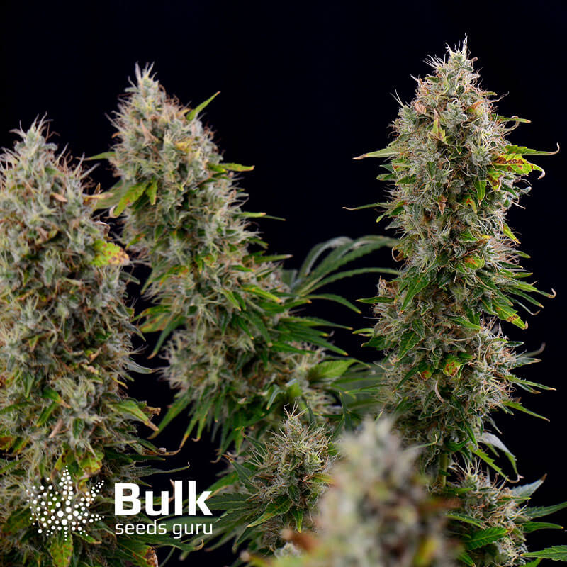 Master Kush Feminized Seeds (Bulk Seeds) | Cannabis Seeds Canada Master Kush Feminized Seeds (Bulk Seeds) | Cannabis Seeds Canada