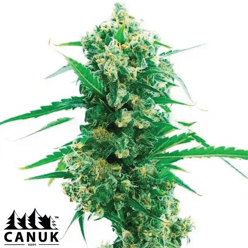 California Orange X Skunk Feminized Seeds - ELITE STRAIN | Cannabis ...