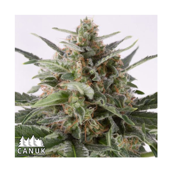 AK x Critical Mass Autoflowering Feminized Seeds - ELITE STRAIN ...
