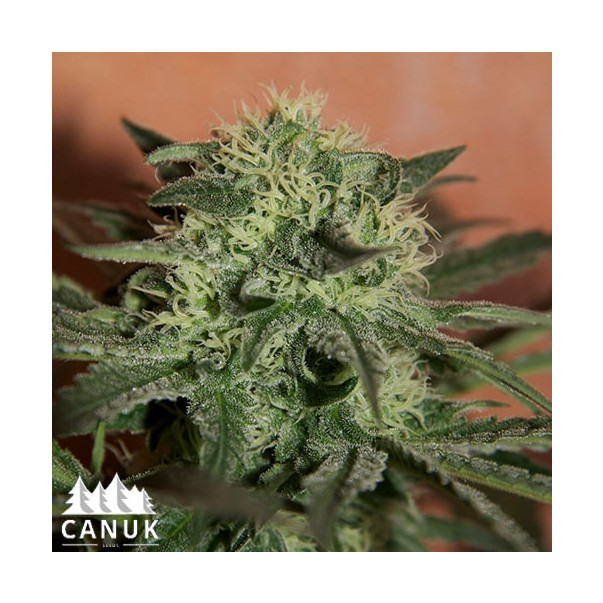 Super Lemon Haze Auto Feminized Seeds | Cannabis Seeds Canada