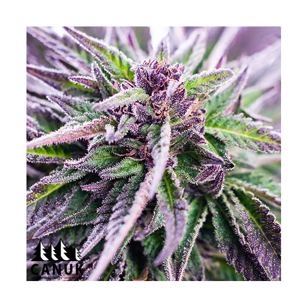 Purple Urkle Feminized Seeds - ELITE STRAIN | Cannabis Seeds Canada