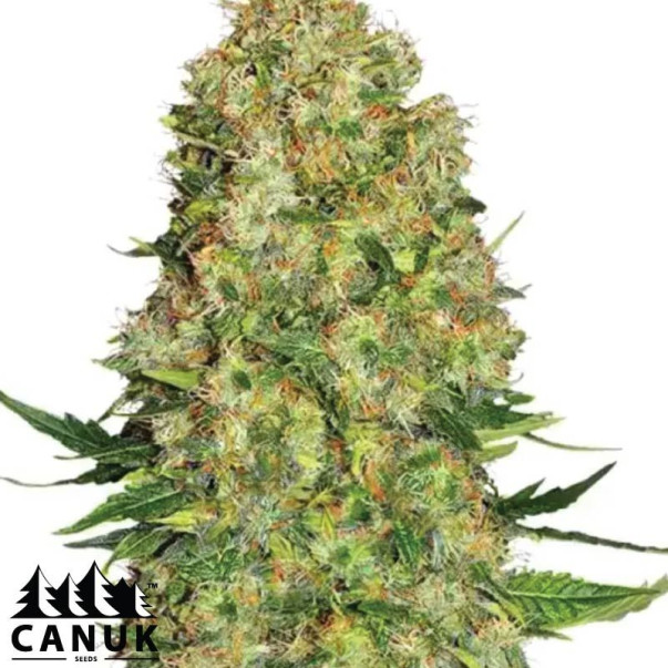 Skunk #1 Feminized Seeds - ELITE STRAIN | Cannabis Seeds Canada