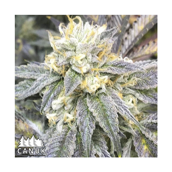 Zkittlez Auto Feminized Seeds - ELITE STRAIN | Cannabis Seeds Canada