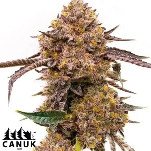 Purple Haze Autoflowering Feminized Seeds - ELITE STRAIN | Cannabis ...