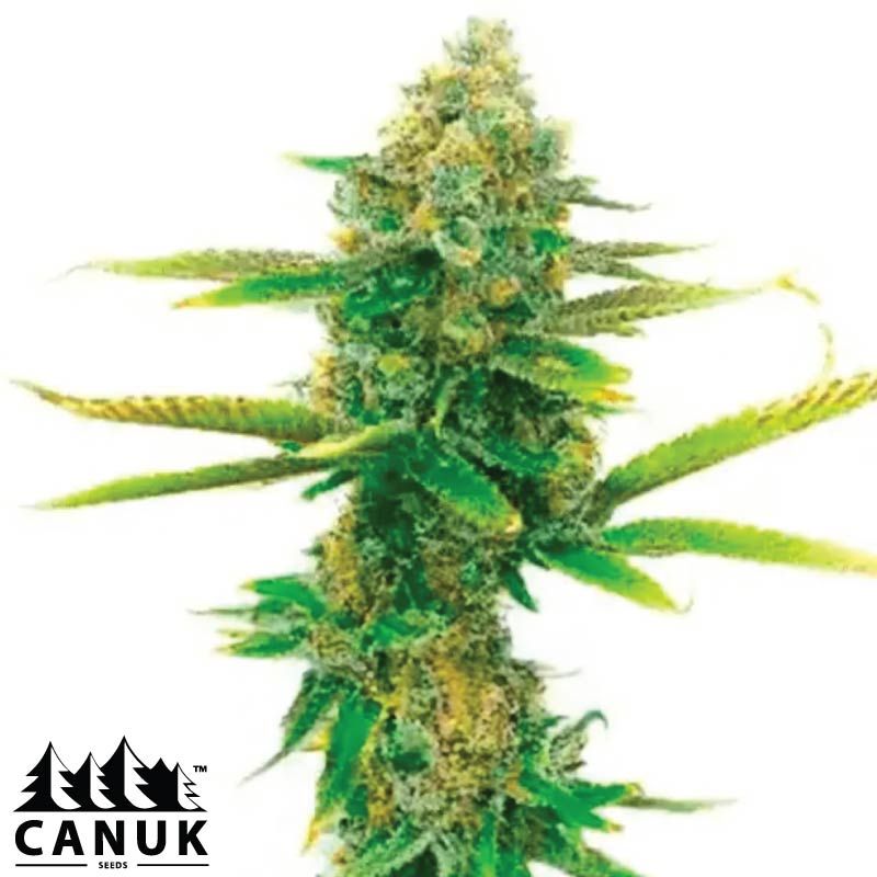 Sweet Tooth Regular Seeds - ELITE STRAIN